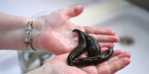 Leech Spiritual Meaning, Symbolism, and Totem - SacredSymbo