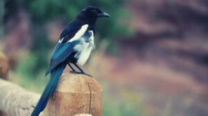 Symbolism of Dead Magpies - SacredSymbo