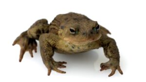 The Spiritual Meaning and Symbolism of Toads - SacredSymbo
